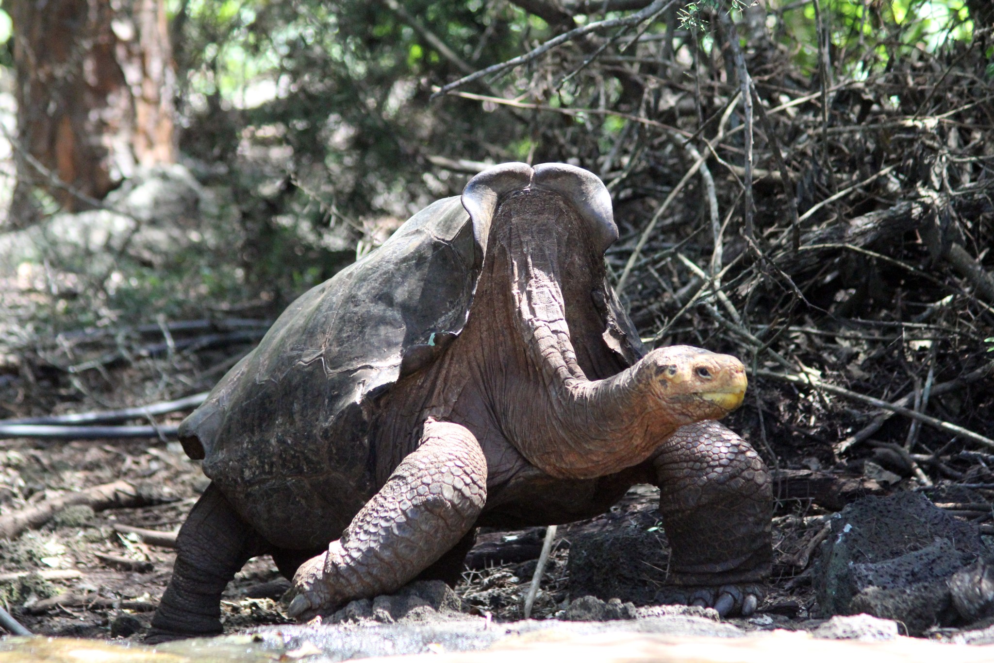 Giant tortoise – Darwin's Galapagos