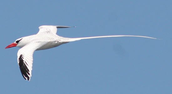 Red-Billed Tropic Bird – Darwin's Galapagos